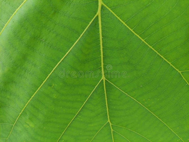Close Up Texture of Fresh Teak Tree Leaves, Suitable for Wallpaper ...
