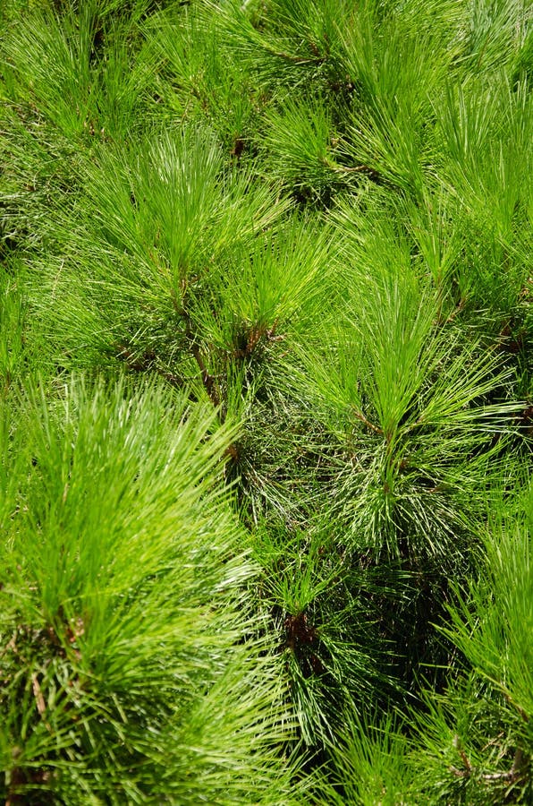 Texture Background of Evergreen Pine Tree Close Up Stock Photo - Image ...