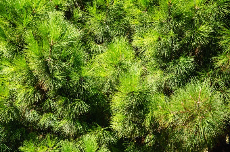 Texture Background of Evergreen Pine Tree Close Up Stock Image - Image ...