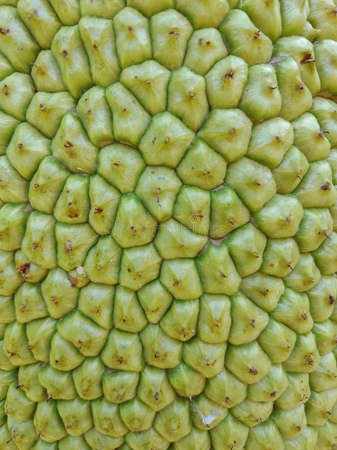 Texture of Green Jackfruit in the Garden Stock Image - Image of jack ...