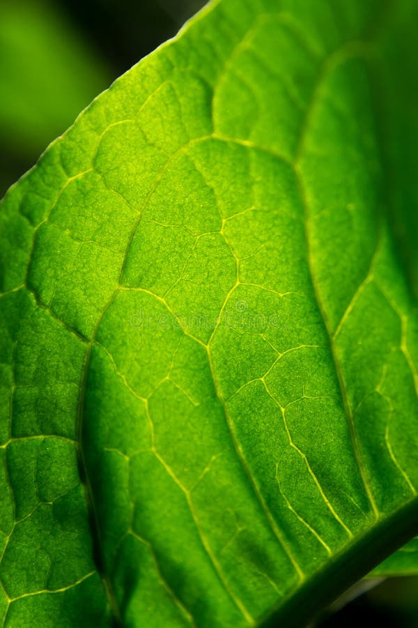 Close Up Texture of Green Leave Stock Photo - Image of pattern, floral ...