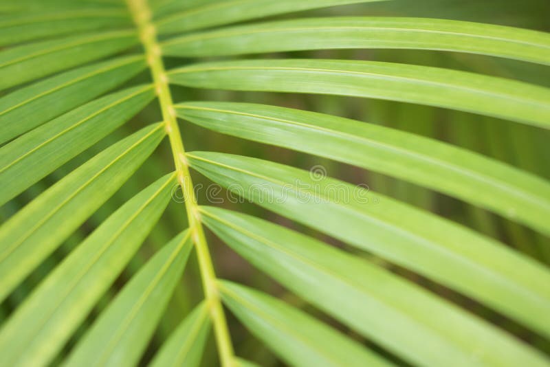 Close Up Texture Green Leaves. Nature Concept Stock Photo - Image of ...