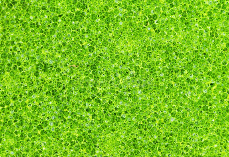 Close Up Texture Green Sponge Background Stock Image - Image of texture ...