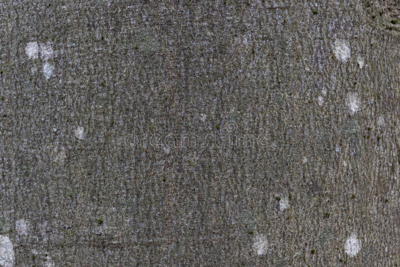 Close-up Texture of Grey Beech Tree Bark with White Spots of Lichen ...