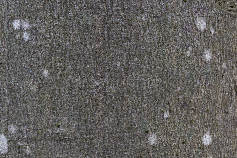 Close-up Texture of Grey Beech Tree Bark with White Spots of Lichen ...