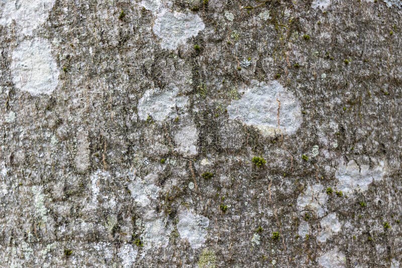 Close-up Texture of Grey Beech Tree Bark with White Spots of Lichen ...