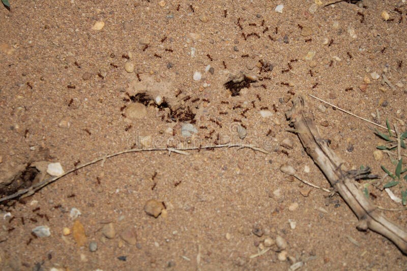 Close-up of Texture of the Ground with Ants. Stock Photo - Image of ...