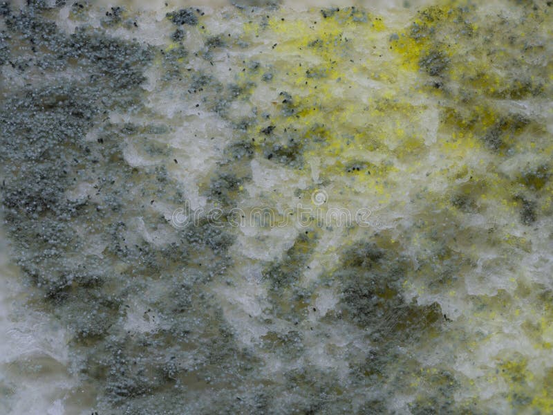 Close Up Texture Of Growing Bread Mold Rhizopus Stock Image - Image of ...