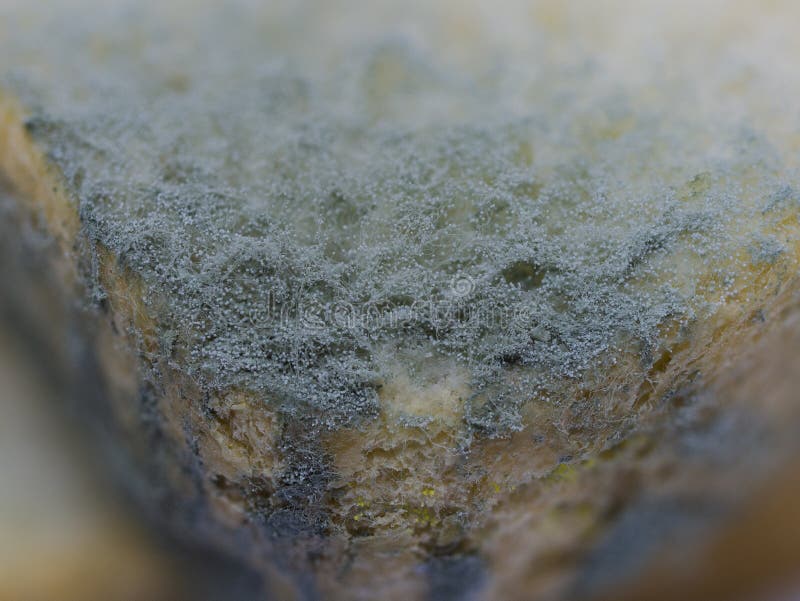 Rhizopus Bread Mold Under the Microscope. Stock Photo - Image of ...