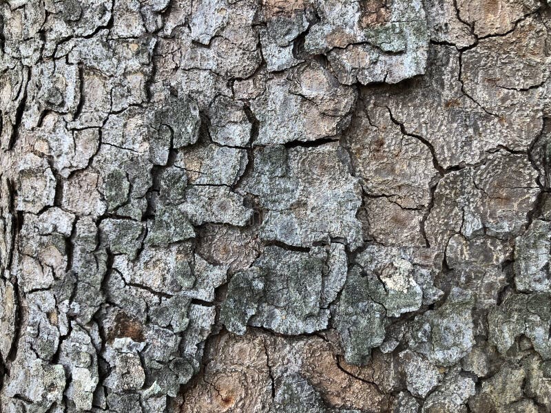 Dry grunge tree stock photo. Image of environment, life - 18648134