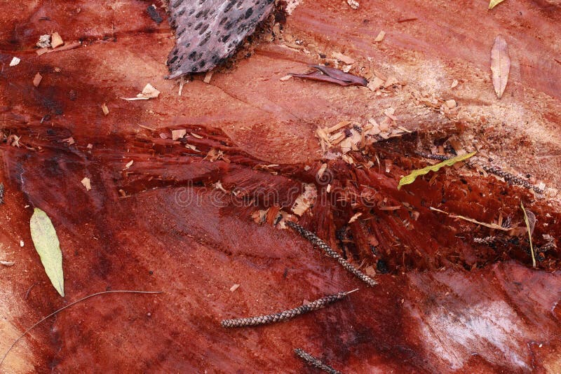 Close-up Texture of the Inside of a Tree Trunk. Background Texture ...