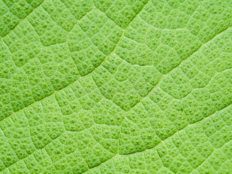 Close Up Texture on Leaf of Teak Tree Stock Photo - Image of leaves ...