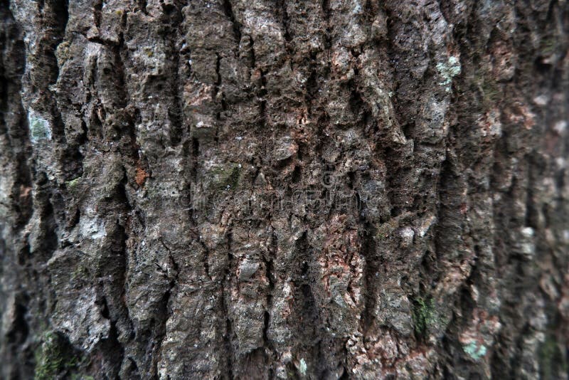 Close-up, Texture of Mango Tree Bark, Daylight Stock Image - Image of ...
