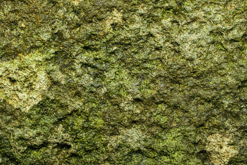 A Close-up Texture of Moss-covered Rock Stock Photo - Image of cortex ...