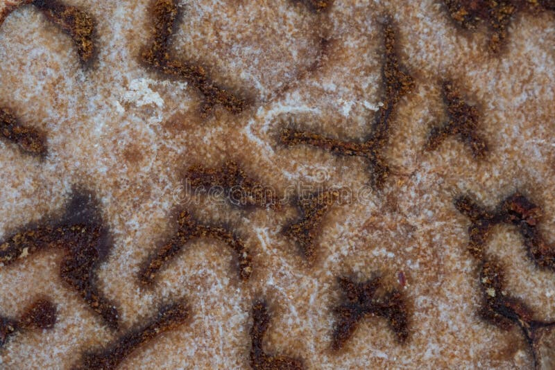 Close Up Texture of Nutmeg stock photo. Image of flavor - 87321650
