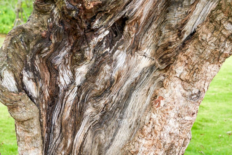 A Close-up of the Texture of an Old Decaying Tree Stump Stock Photo ...