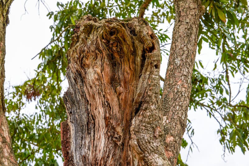 A Close-up of the Texture of an Old Decaying Tree Stump Stock Photo ...