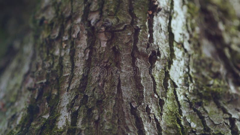 Texture of an Old Oak Tree Bark. Tree with Bright Tree Bark in Forest ...