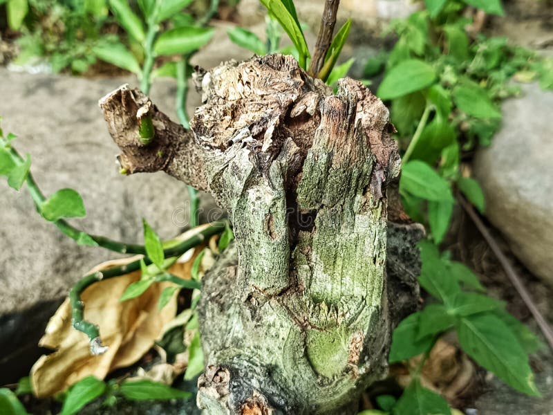 Close-up Texture of an Old Tree Stump that Has Been Cut Down a Long ...
