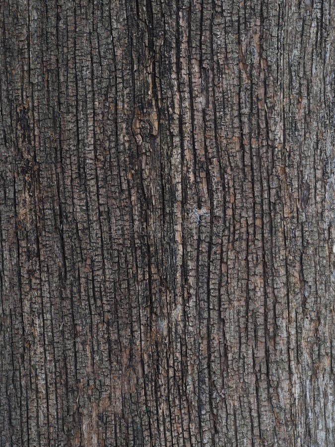Texture of Old Gray Tree Close Up Abstract Background Stock Image ...
