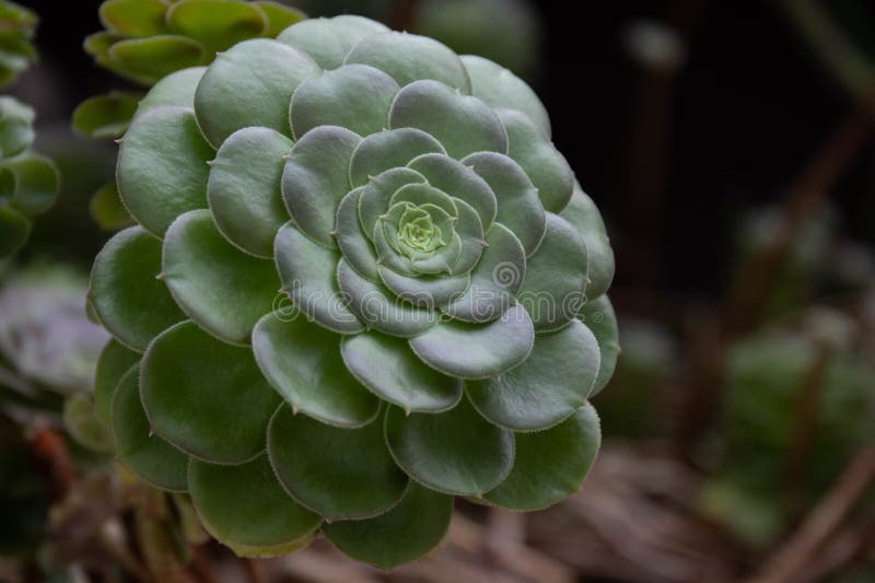 Close Up Texture and Pattern of Cactus Plant Stock Photo - Image of ...