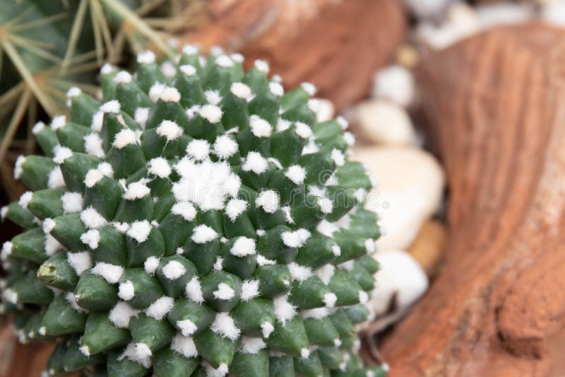 Close Up Texture and Pattern of Cactus Plant Stock Image - Image of ...