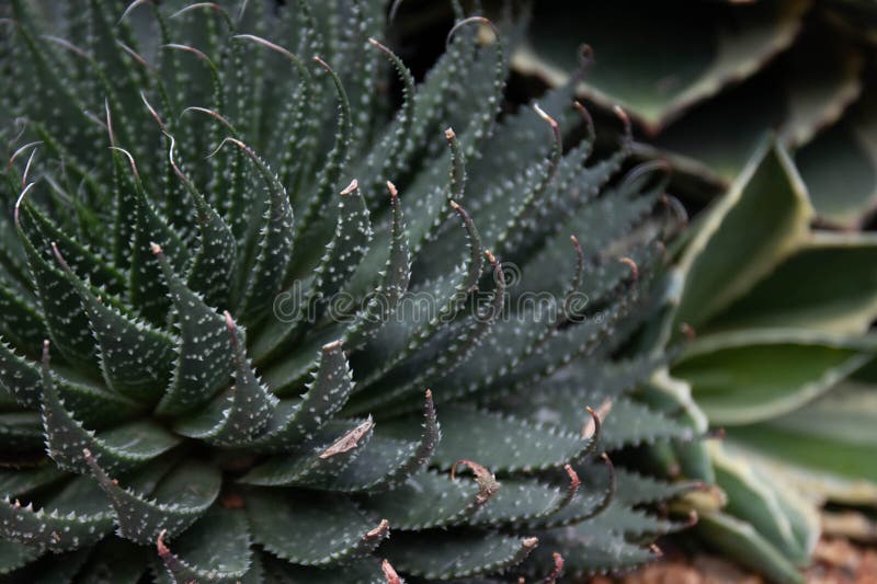 Close Up Texture and Pattern of Cactus Plant Stock Photo - Image of ...