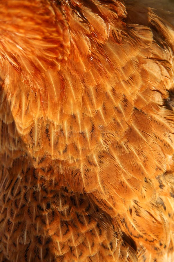 Close-up Texture of Red Chicken Feathers. Bright Plumage Stock Image ...