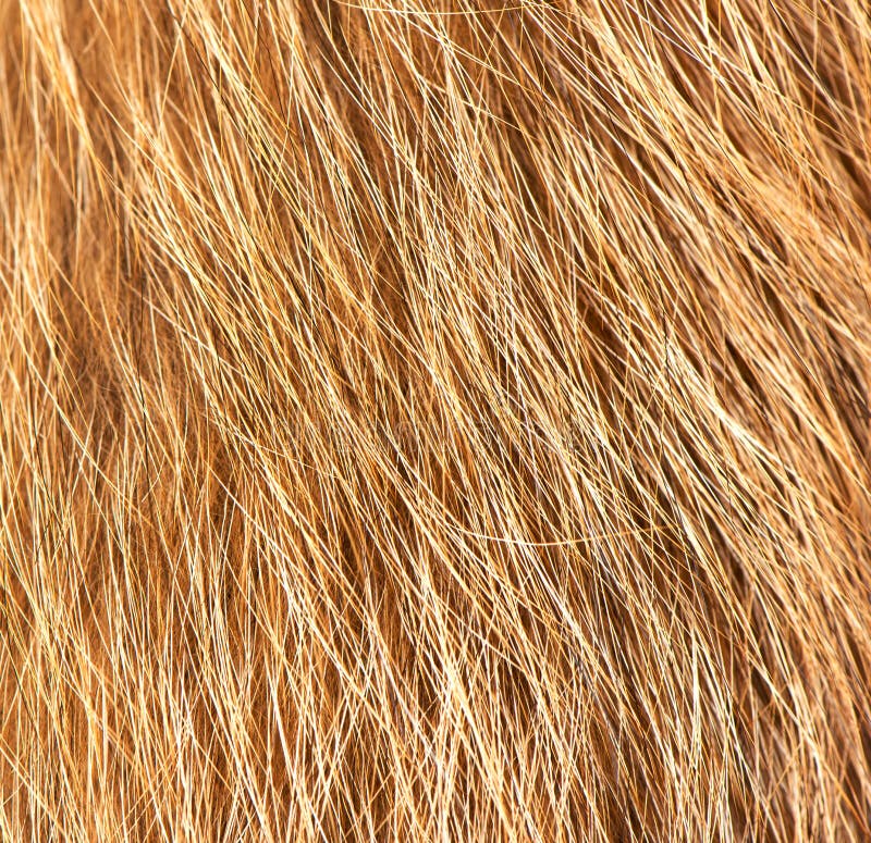830 Red Fox Fur Background Texture Stock Photos - Free & Royalty-Free ...