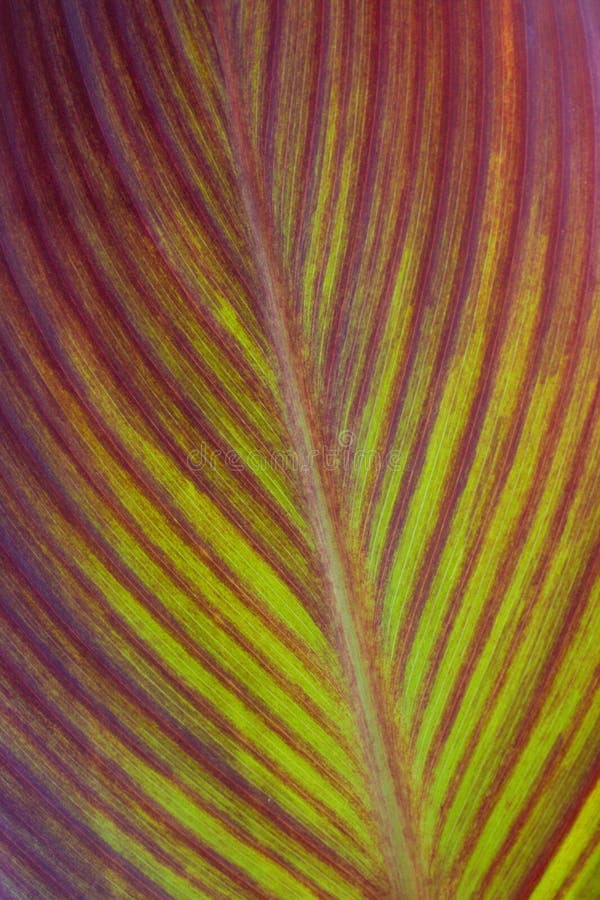 Close Up Texture of Red Leaves of Canna Lily Stock Image - Image of ...