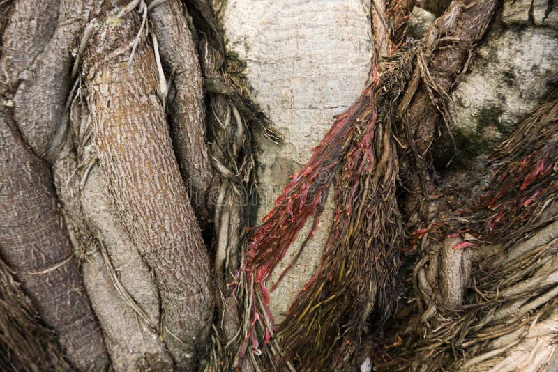 Texture of Root, Wood Texture Stock Photo - Image of material ...