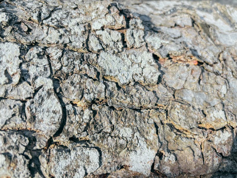 Close-Up Texture of Rough Tree Bark Surface Stock Image - Image of ...