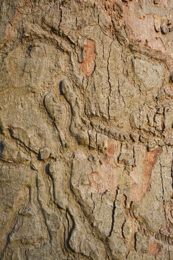 Close Up Texture Rough of Tree Wood. Stock Image - Image of obsolete ...