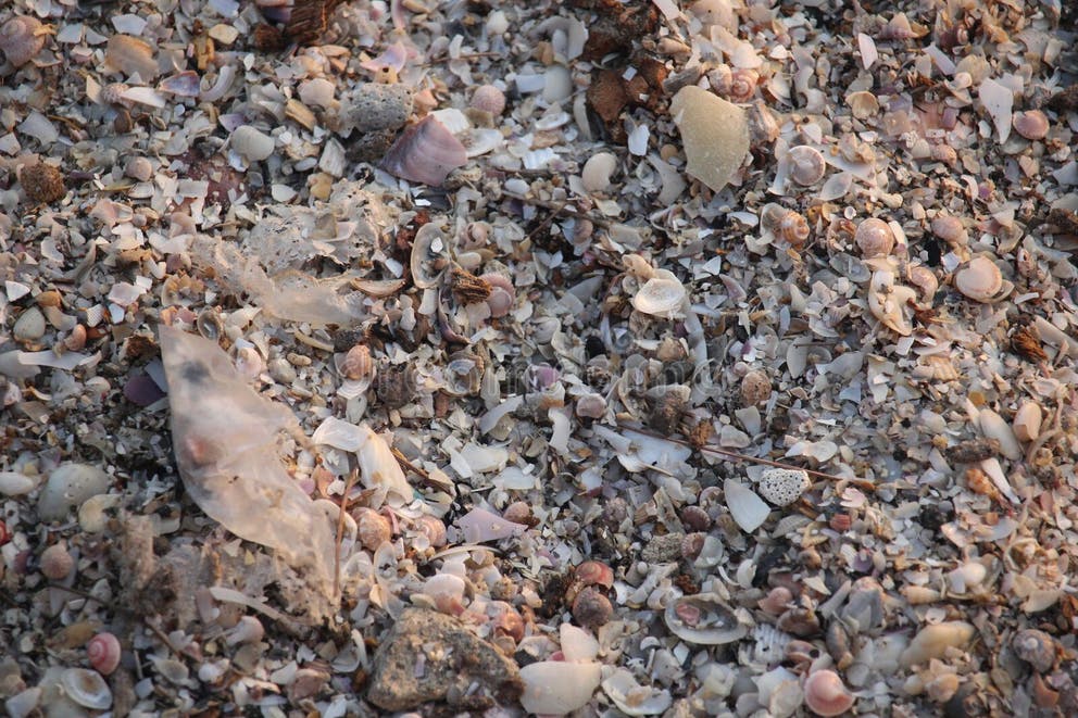 Close Up of the Texture of Shellfish on the Beach Stock Image - Image ...
