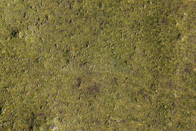 Close-up of the Texture of the Stone by the Lake. Stock Photo - Image ...