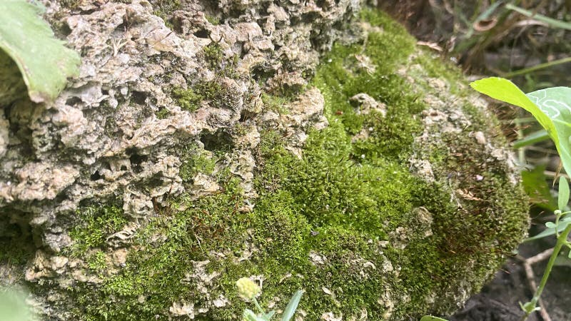 Close-up Texture of Stone Overgrown with Moss Stock Image - Image of ...
