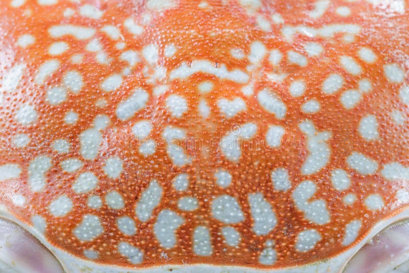 Close Up Texture of Streamed Blue Crab Stock Image - Image of mangrove ...