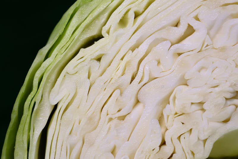 Close Up, Texture and Structure of Freshly Cut White Cabbage Stock ...