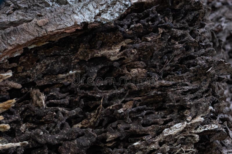 Decaying trunk of oak tree stock image. Image of isolated - 195582815