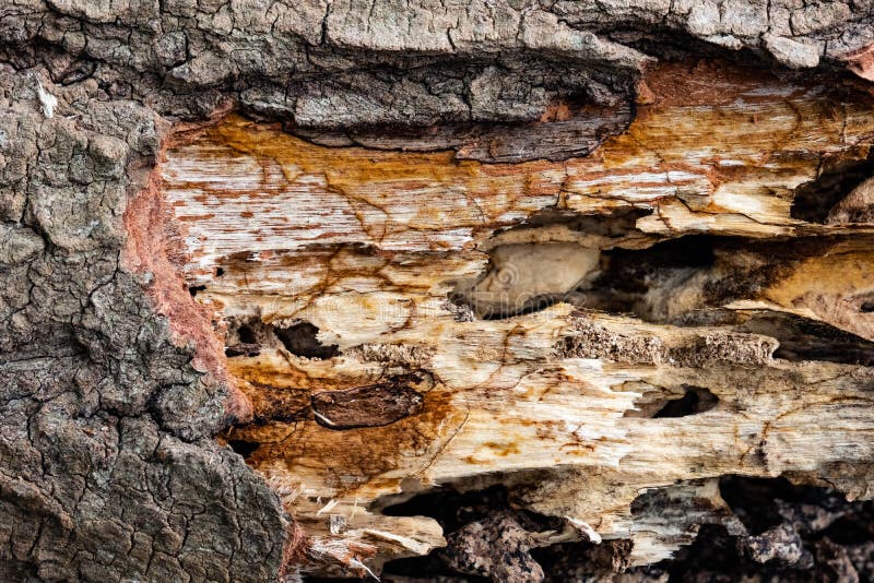 Close up of a decaying log stock photo. Image of sunlight - 206273898