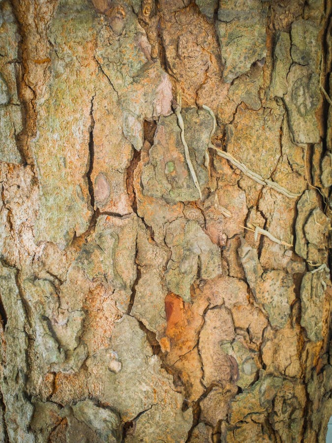 Tree Bark Texture Picture. Image: 2767212