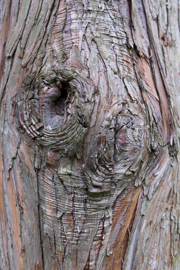 Close Up the Texture and Surface of Rough Tree Skin Stock Image - Image ...