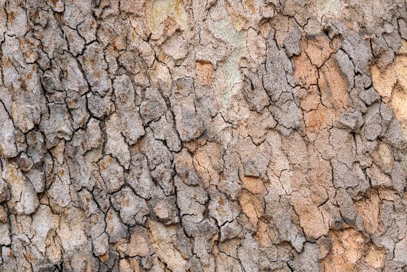 Close-up Texture of Tree Bark in Brown Beige Tones Stock Image - Image ...