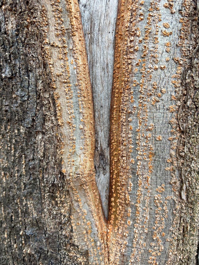 3,758 Vertical Split Stock Photos - Free & Royalty-Free Stock Photos ...