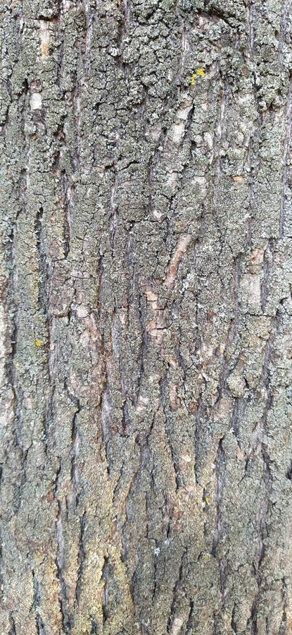 A Close-up of the Texture of Tree Bark on a Trunk, Background Pattern ...