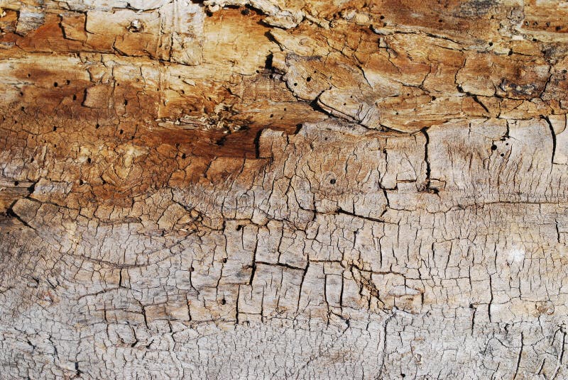 Close-up Texture of a Trevine Tree Stock Image - Image of view, wooden ...