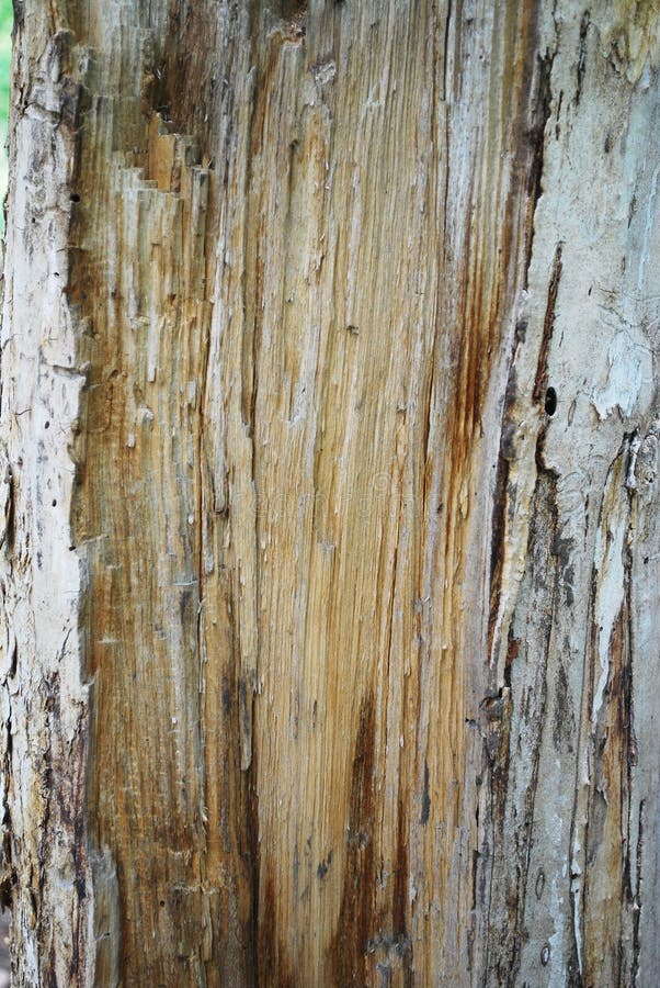 Close-up Texture of a Trevine Tree Stock Photo - Image of background ...