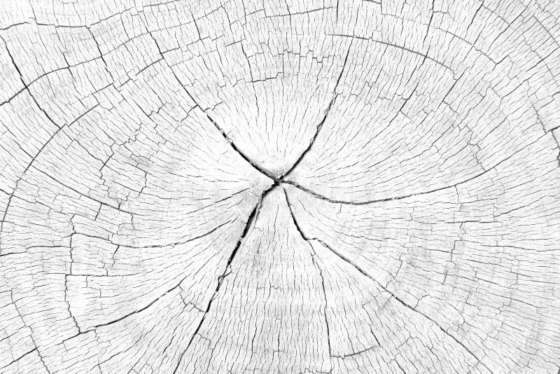 Texture Wood Cross Section Rings with Line Cracked Patterns of Tree ...