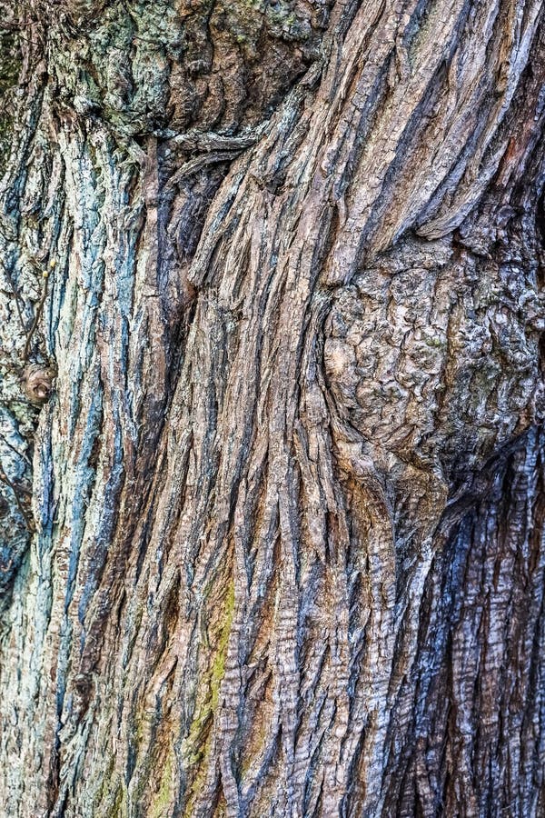 Close Up of Textured Bark Growing on Old Tree Trunk Stock Image - Image ...