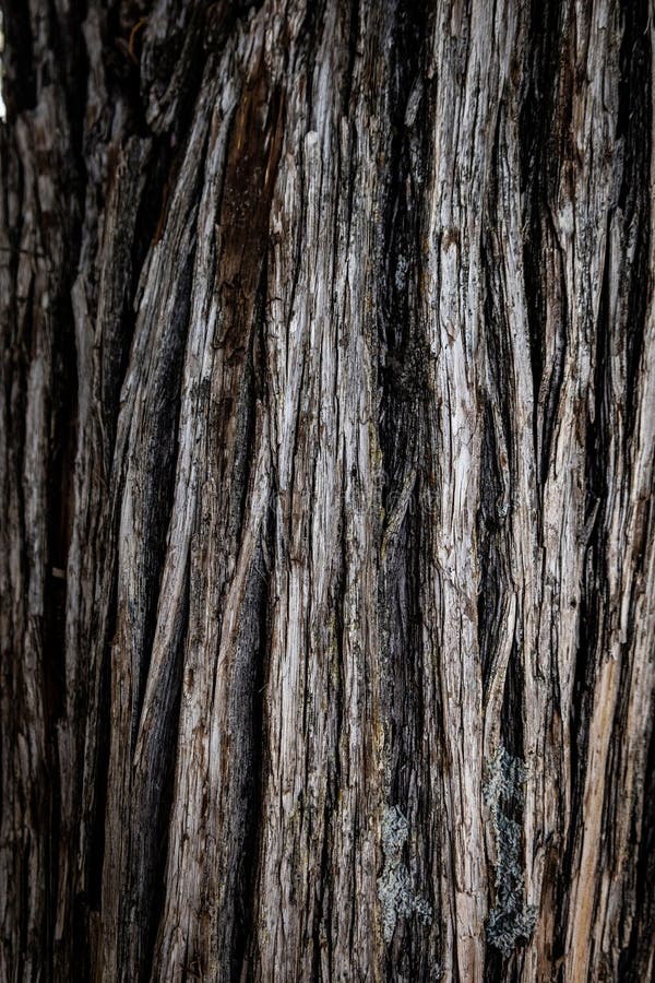 Close-up of the Textured Bark of a Large Tree with Intricate Patterned ...